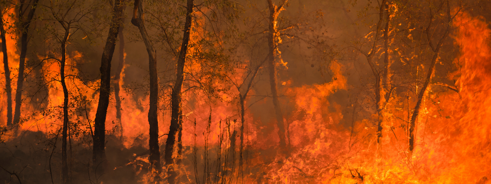 Plan and prepare for fire | vic.gov.au