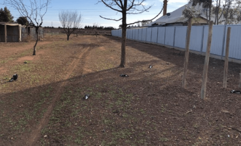 Merbein man fined for “callous” magpie cruelty | vic.gov.au