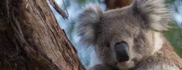 Minimising impacts to Koalas in blue gum plantations | vic.gov.au