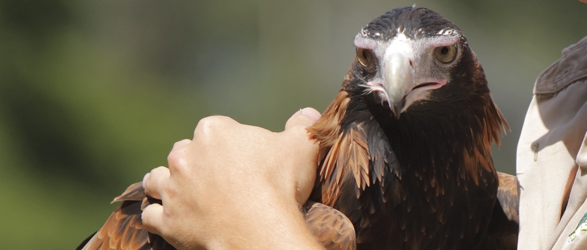 The role of wildlife rehabilitators | vic.gov.au