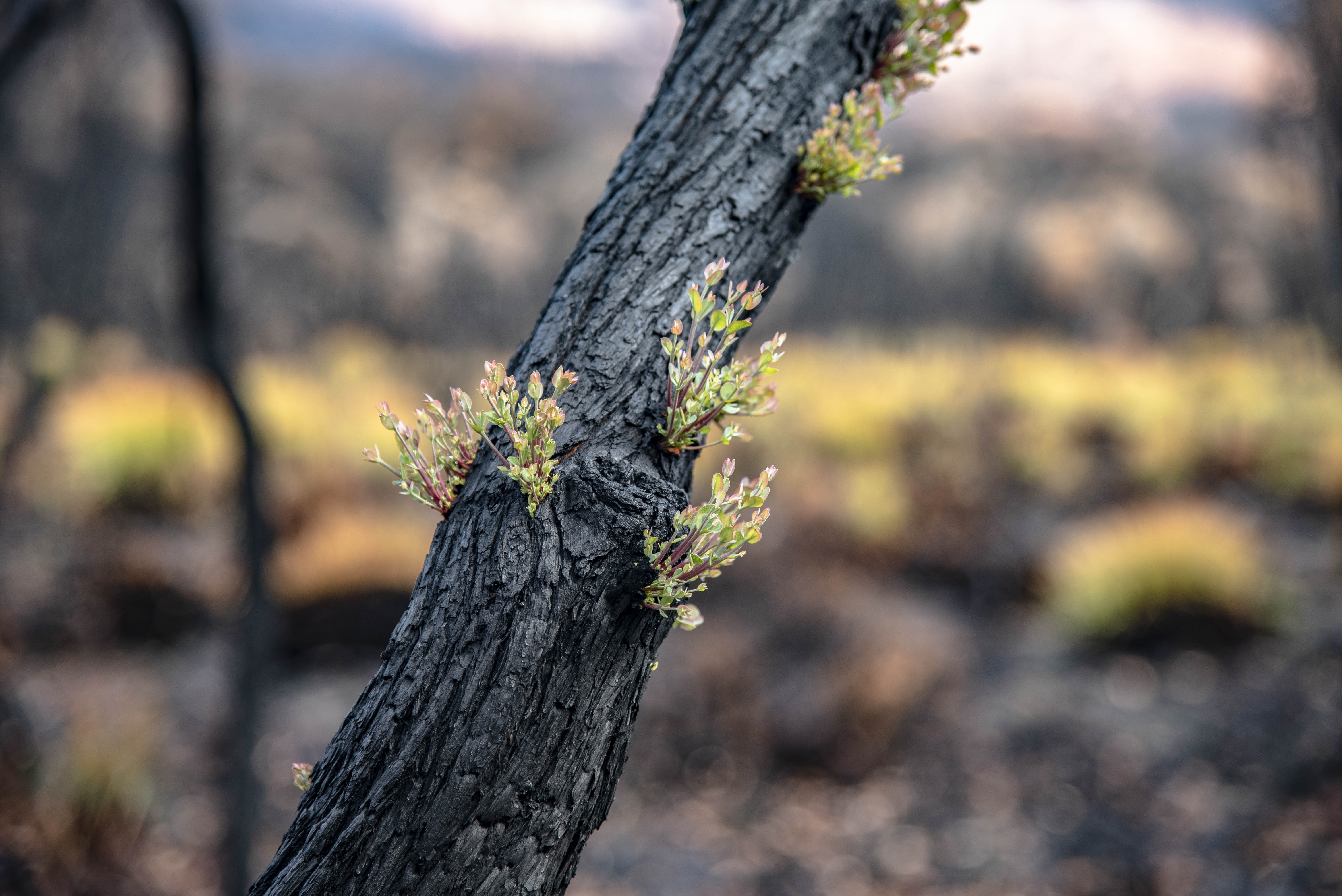 Victoria’s Bushfire Management Strategy | vic.gov.au