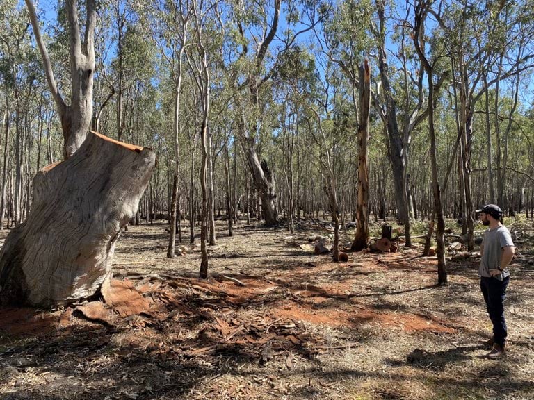 Collecting firewood | vic.gov.au