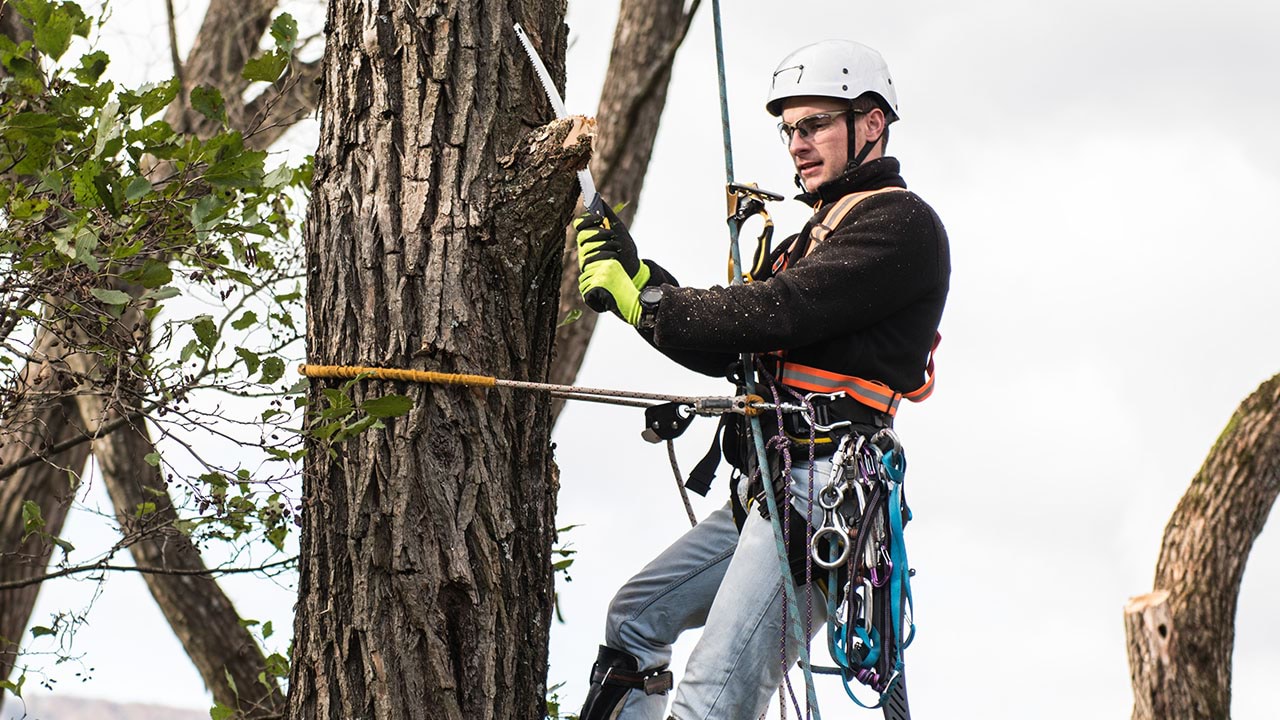 Arborist | vic.gov.au