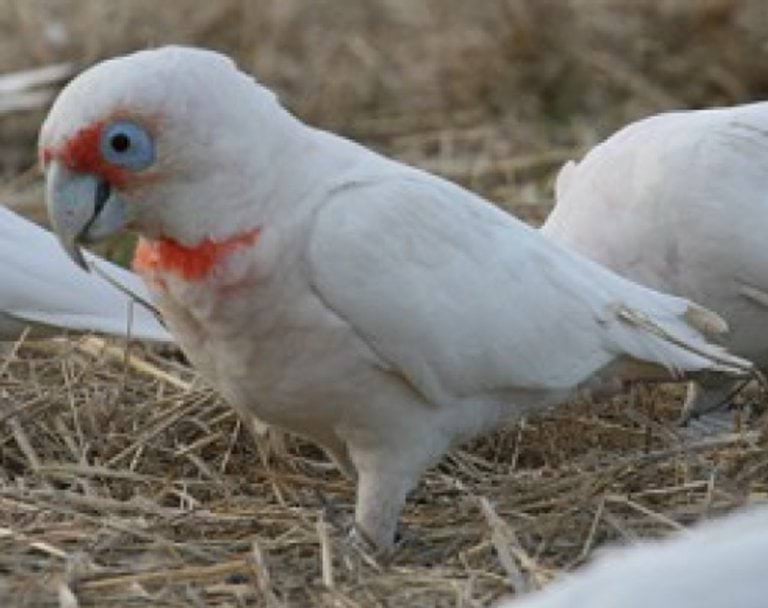 Cockatoo, corella and galah wildlife management methods | vic.gov.au