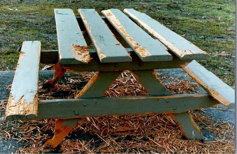 Cockatoo, corella and galah wildlife management methods | vic.gov.au