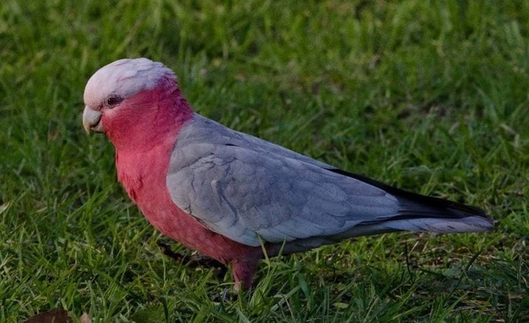 Cockatoo, corella and galah wildlife management methods | vic.gov.au