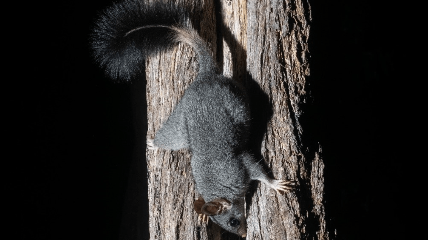 Focus Species | vic.gov.au