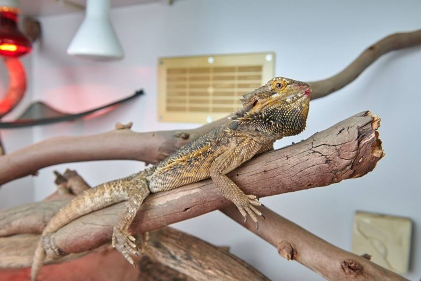 Focus Species | vic.gov.au