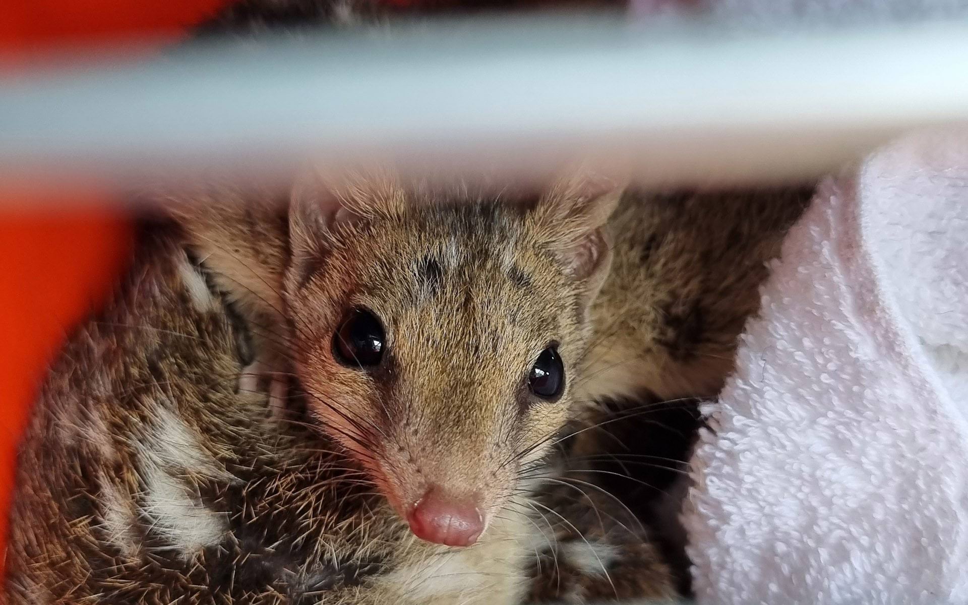 General wildlife licence requirements | vic.gov.au