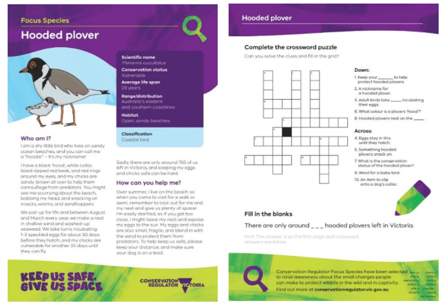 Hooded plover stakeholder pack resources | vic.gov.au