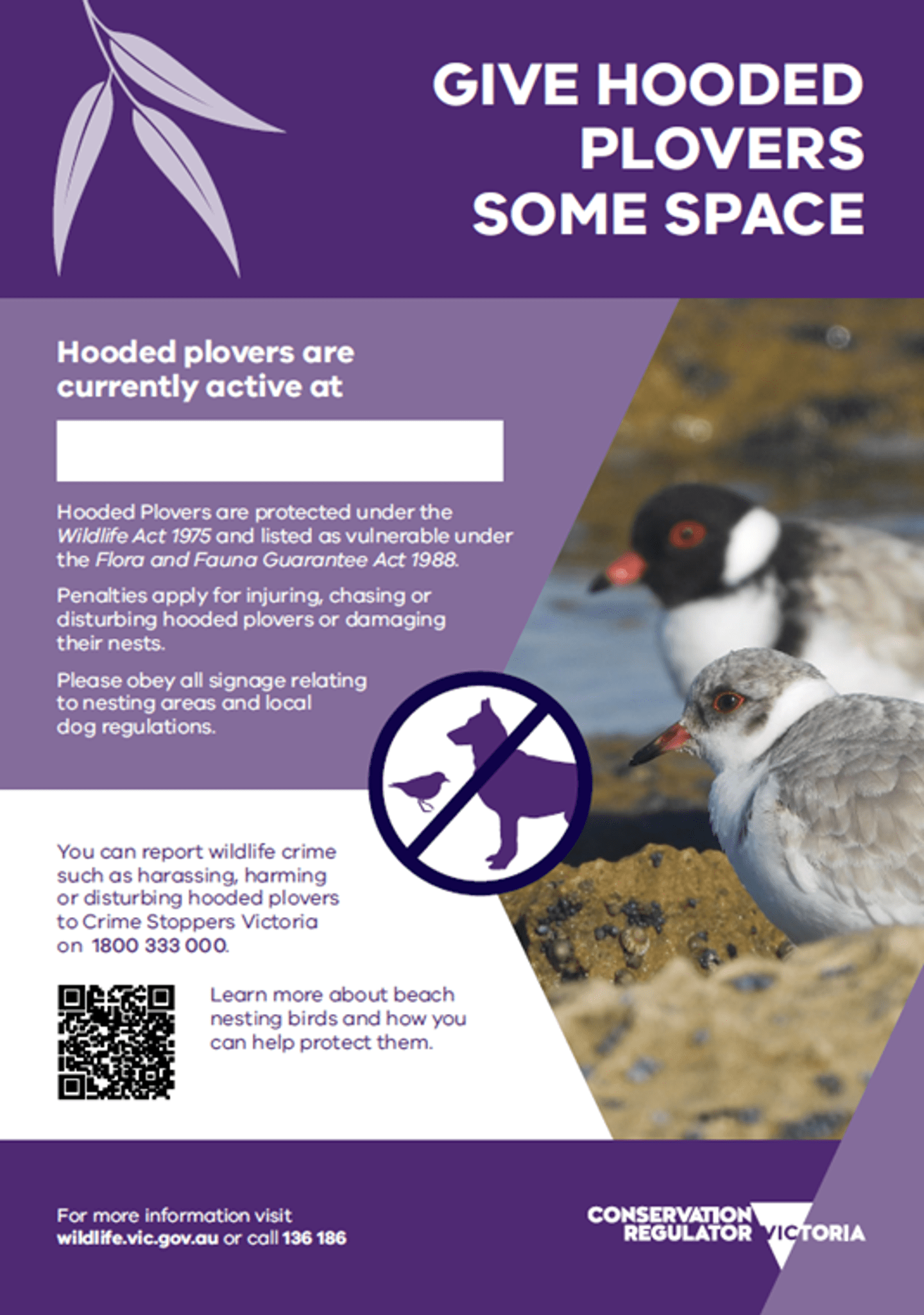 Hooded plover stakeholder pack resources | vic.gov.au