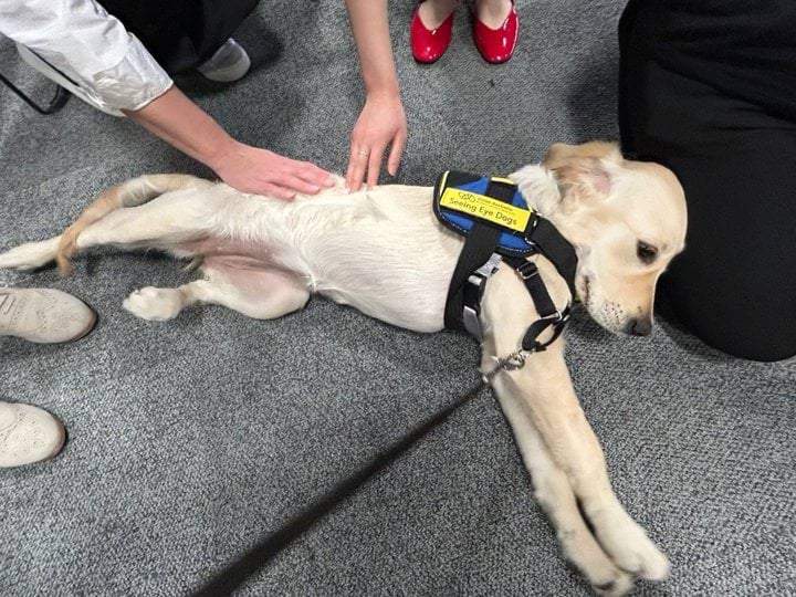 Seeing Eye Dogs visit to DGS | vic.gov.au