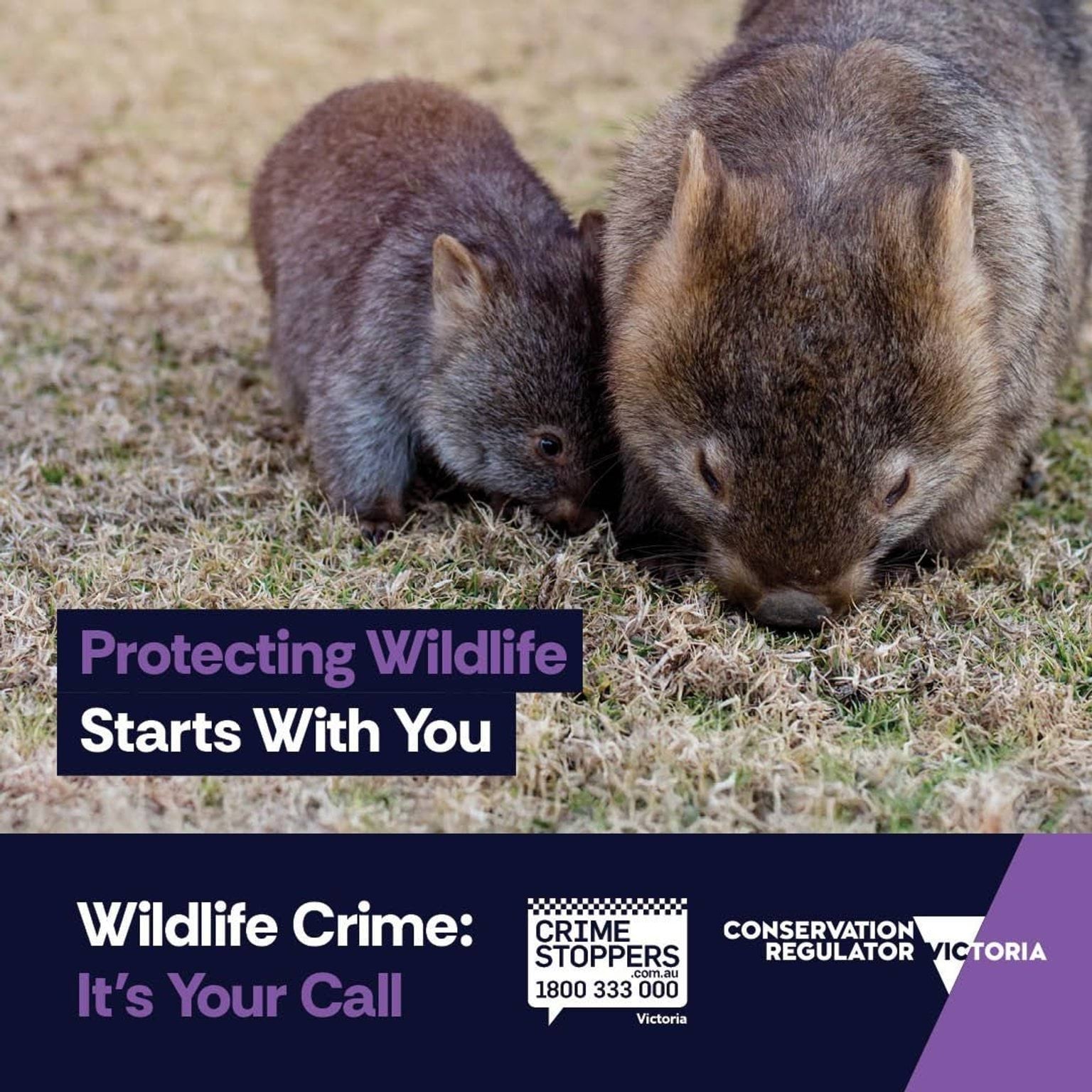 Help solve shocking wildlife crimes: Crime Stoppers and the ...