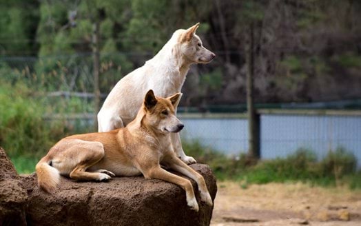 Dingo licence guide | vic.gov.au