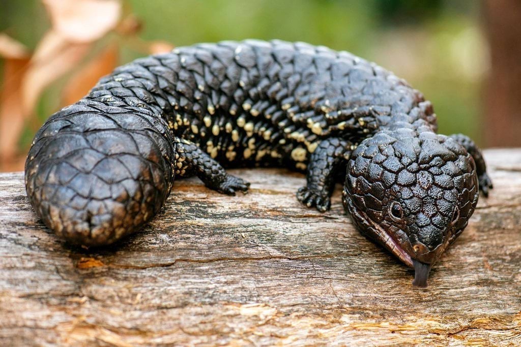 Private Wildlife Licence Guide | vic.gov.au