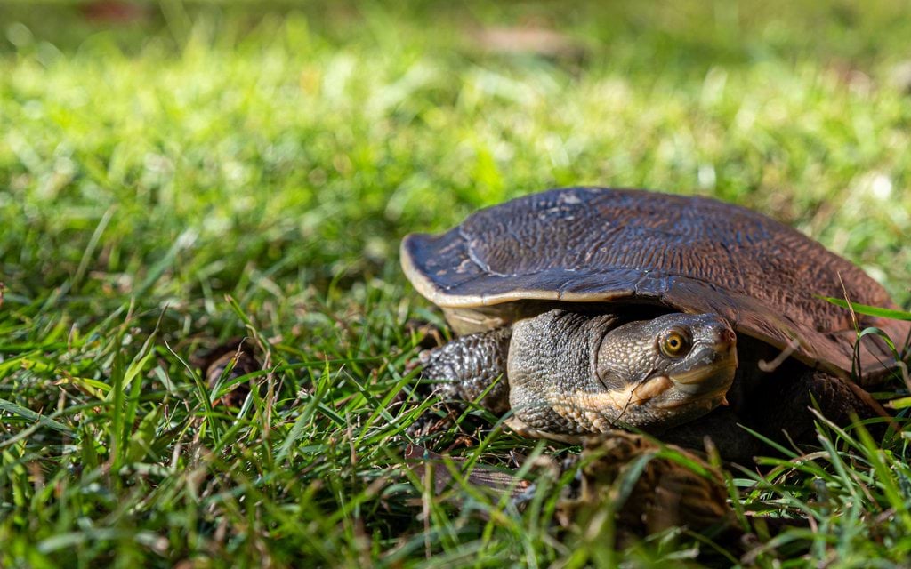 More information about wildlife basic and advanced licences | vic.gov.au
