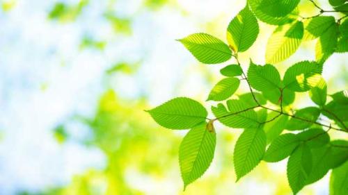 Trees in Victoria | vic.gov.au