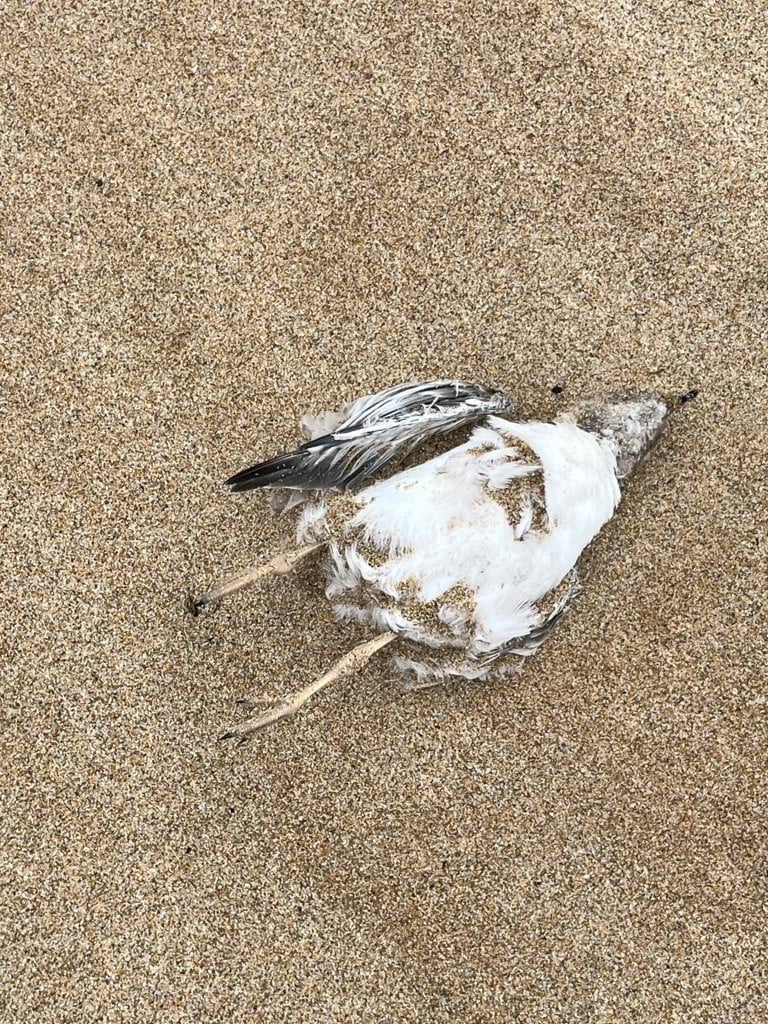 Appeal for information over dog attacks on hooded plover chicks | vic ...